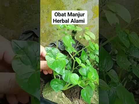 JENIS TANAMAN OBAT UNTUK KESEHATAN