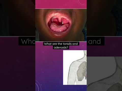 What are the tonsils and adenoids? #immunity #tonsils #adenoids #tonsillitis
