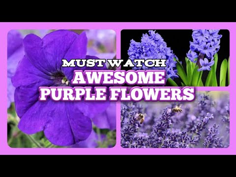 120 PURPLE FLOWERS WITH THEIR NAMES | #PurpleFlowers