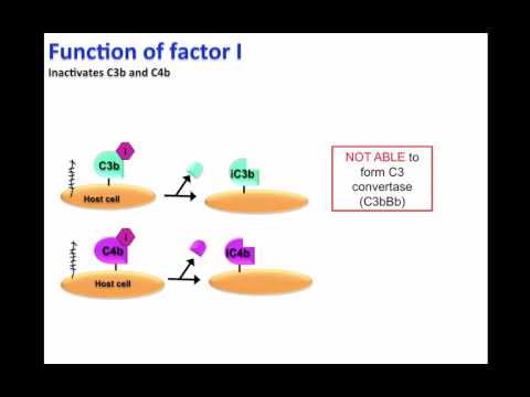 Factor I 2016