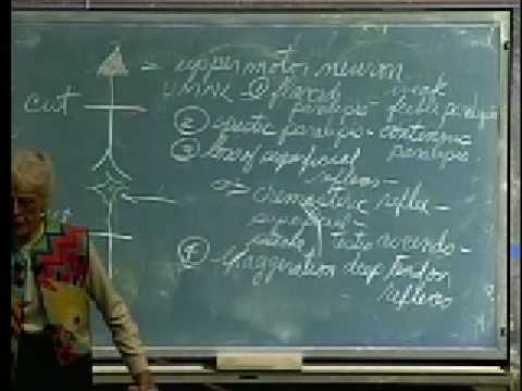 Integrative Biology 131 - Lecture 28: Motor Pathways and...
