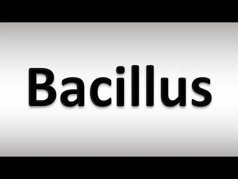 How to Pronounce Bacillus