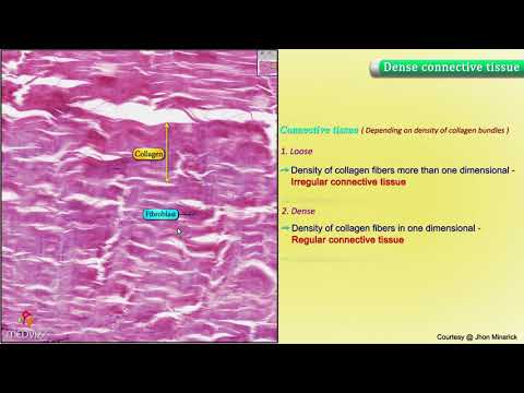 Histology of Dense connective tissue : Shotgun Histology