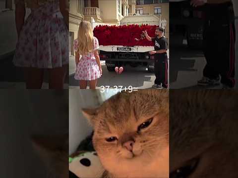 #cat #memes #funny #trending