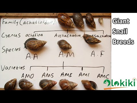 Giant Snail Breeds Classification and Identification...Understanding more about snail species.