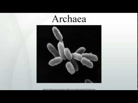 Archaea
