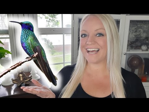 The Spiritual (Symbolic) Meaning of a Hummingbird | Animal Symbols & Omens