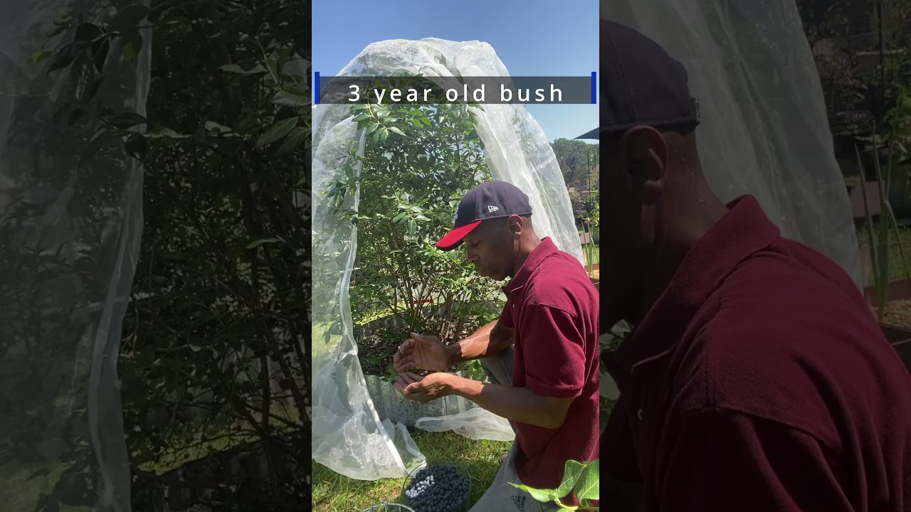 Grow Blueberries Bigger and Sweeter! The Secret is in the Companion