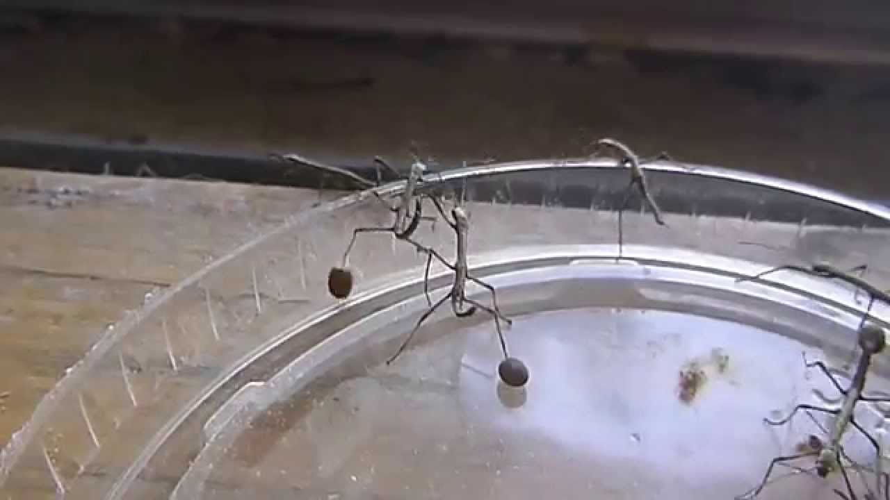 Indian Stick Insects Hatching From Eggs