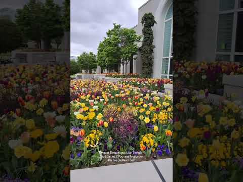 LDS Temple News of the Mount Timpanogos Utah Temple #faithtoact #motivation #faithiseverything