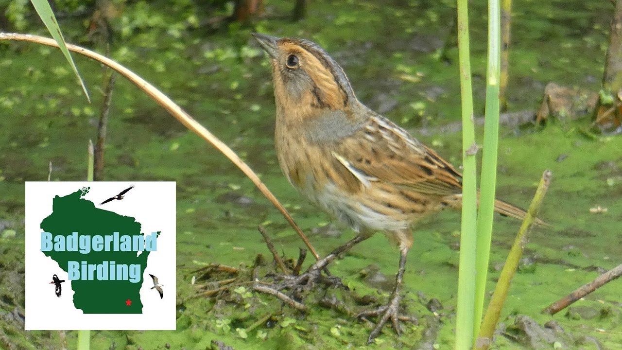 Nelson's Sparrow Search