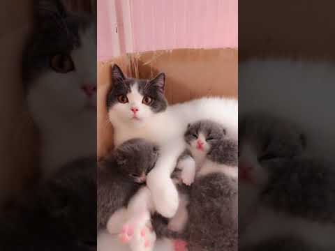 Must Watch Cat Videos 2021| Baby Cats - Cute and Funny Cat Videos Compilation #Baby-cats-KKS #Short