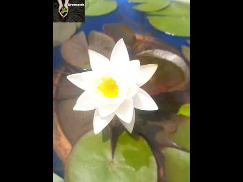 Different Shades of water lily 🌷....
