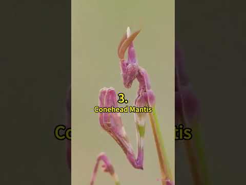 5 of the Most Amazing-Looking Mantis Species ???? | Crazy Facts | Amazing Facts | Cute Animal Facts