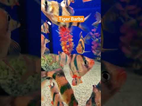 This Fish Has An Unfair Reputation!