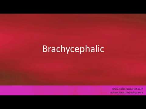 Pronunciation of the word(s) "Brachycephalic".