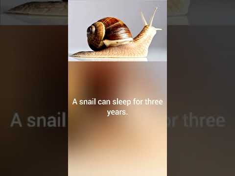 interesting facts of snail