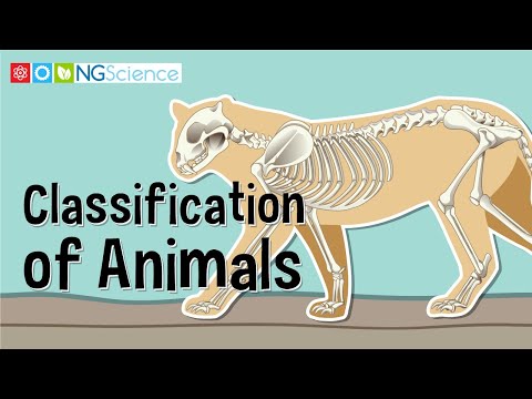 Classification of Animals