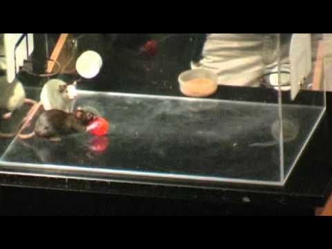 Rat basketball