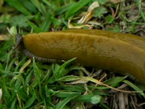 Encounter with a giant snail near the Golden Gate Bridge