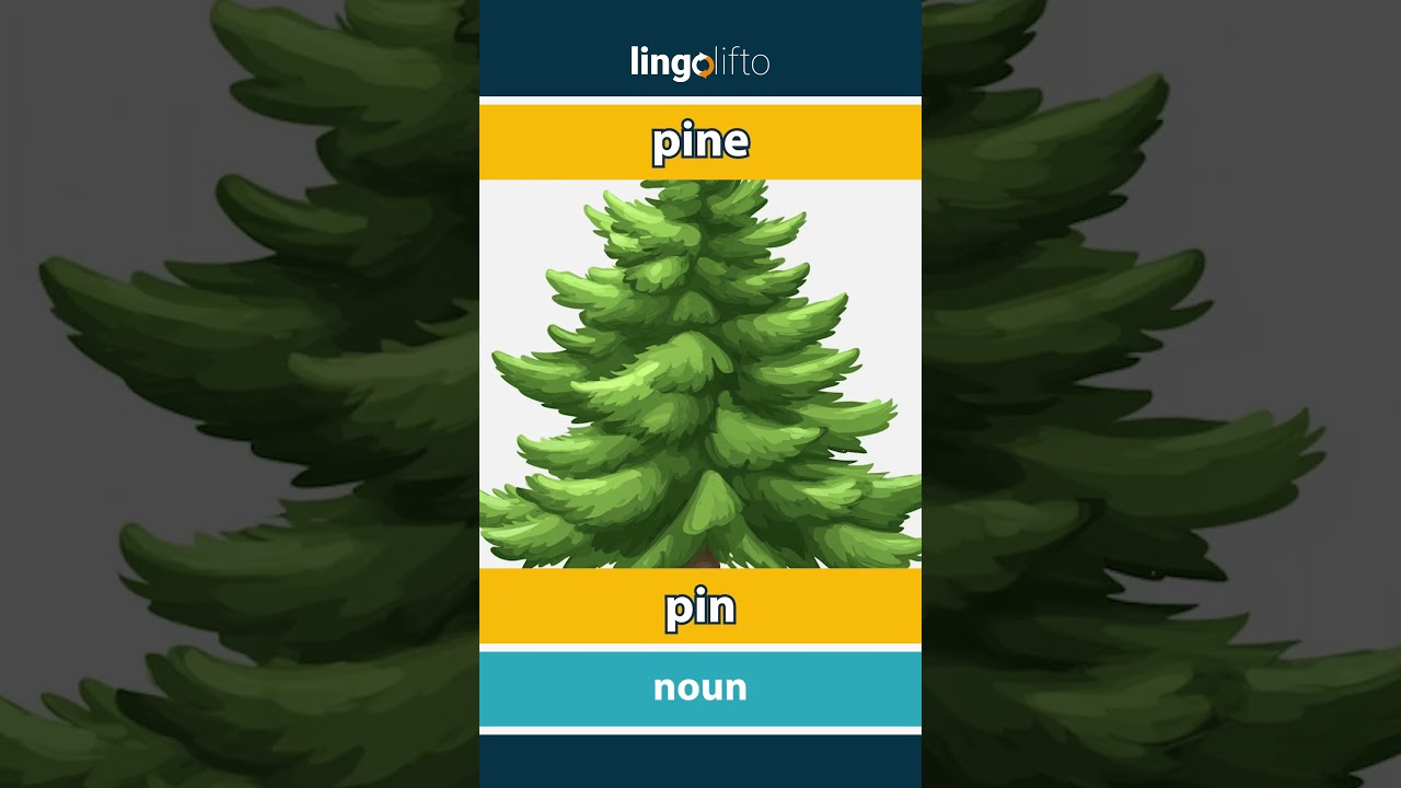 🇬🇧🇫🇷 pine - pin : learn English : apprenons l'anglais : vocabulary builder