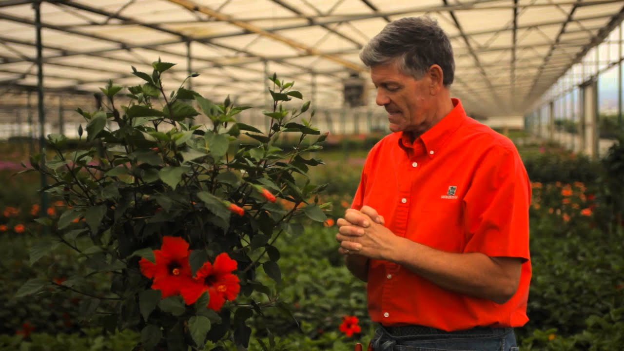 How to Overwinter a Hibiscus Tree : Garden Savvy