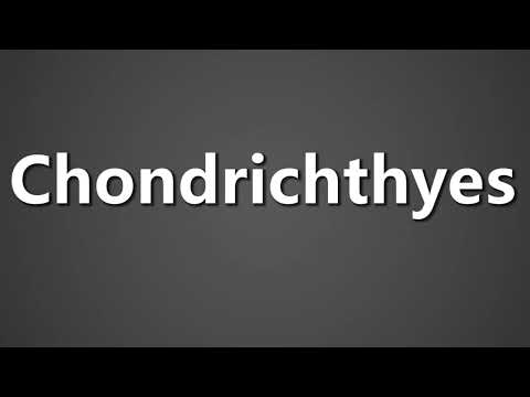 How To Pronounce Chondrichthyes