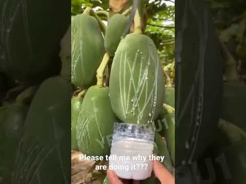 how to extract papain #shorts #howto #exotic