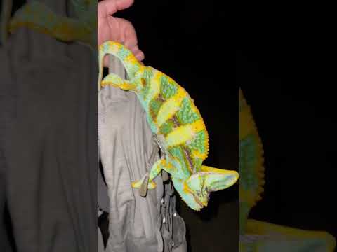 HUGE Veiled Chameleon!! #everglades #florida #herping #reptiles #wildlife #nature #animals #epic