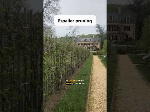 Pruning your Trees in 3 Unique Ways!