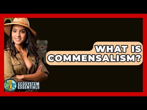 What Is Commensalism? - Ecosystem Essentials