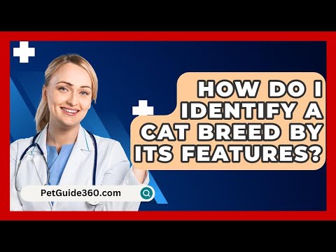 How Do I Identify A Cat Breed By Its Features? - PetGuide360.com