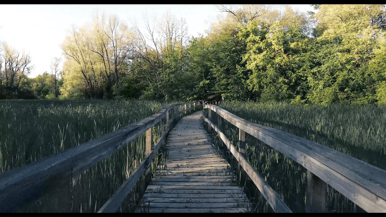 【4K】Morning Walk At Toogood Pond
