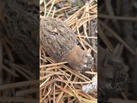 Morchella Tomentosa- EPIC Colorado Burn Morel Find 2022