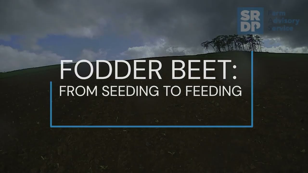 Fodder beet: From seeding to feeding
