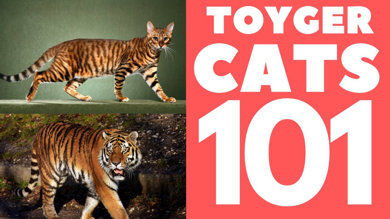 Toyger Cat 101 : Breed & Personality