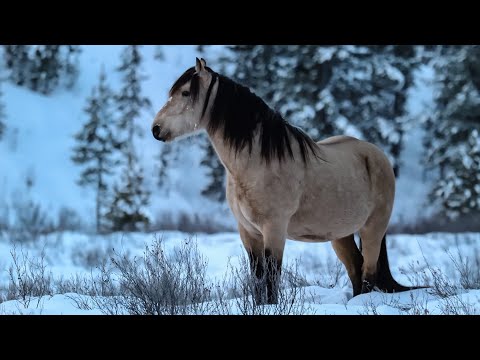 Ben - Alberta's Wild Buckskin Stallion