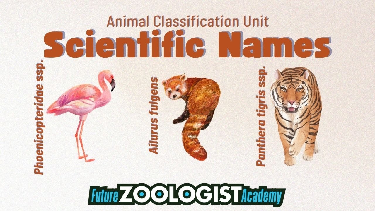 Scientific Names | How to Write and Interpret a Binomial Name