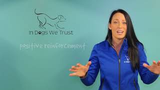 3 Best Dog Trainers in London, ON - Expert Recommendations