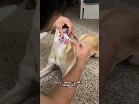 BRUSHING MY DOG’S TEETH WITH COCONUT OIL #funnydogvideo #coconutoilbenefits #brushingteeth