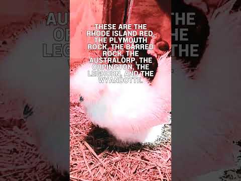 #breed #flock #animals #pets #poultry #chicken #hens #backyardchickens #chickenlife #farmlife