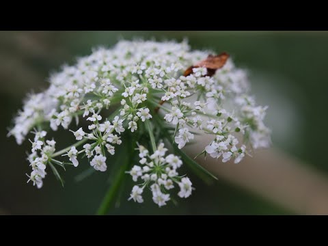 Wild Carrot vs the Toxic Hemlocks