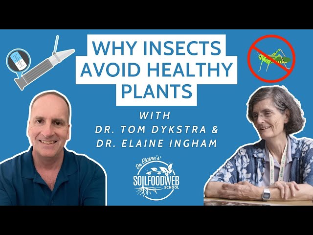 Understanding Why Insects Avoid Healthy Plants: Insights from Dr. Tom ...