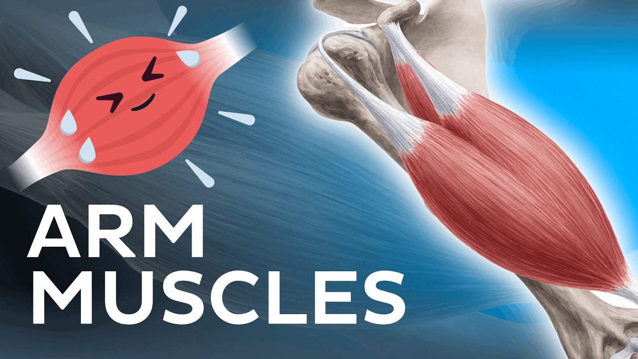 Muscles of the arm - Origin, Insertion & Innervation -  Human Anatomy | Kenhub