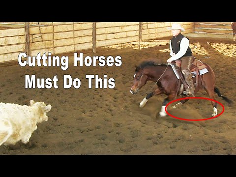 A Cutting Horse MUST Do This - Cutting Horse Training