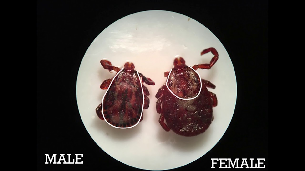 How to ID a tick