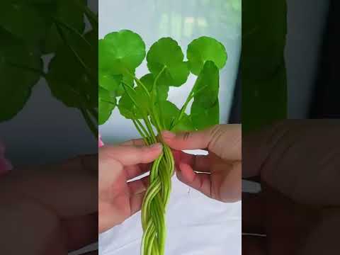The process of weaving a pennywort