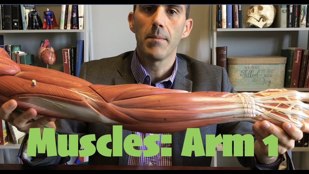 Muscles: Arm 1