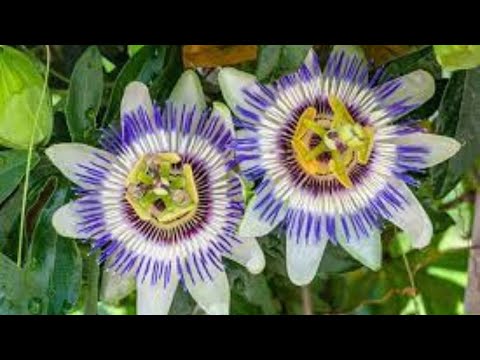 PASSION FLOWER (Non-Addictive Sleep Aid)
