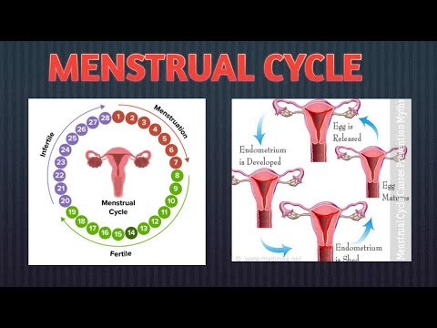 MENSTRUAL CYCLE | MENSTRUATION | PHASES OF MENSTRUAL CYCLE | DISORDERS OF THE MENSTRUAL CYCLE
